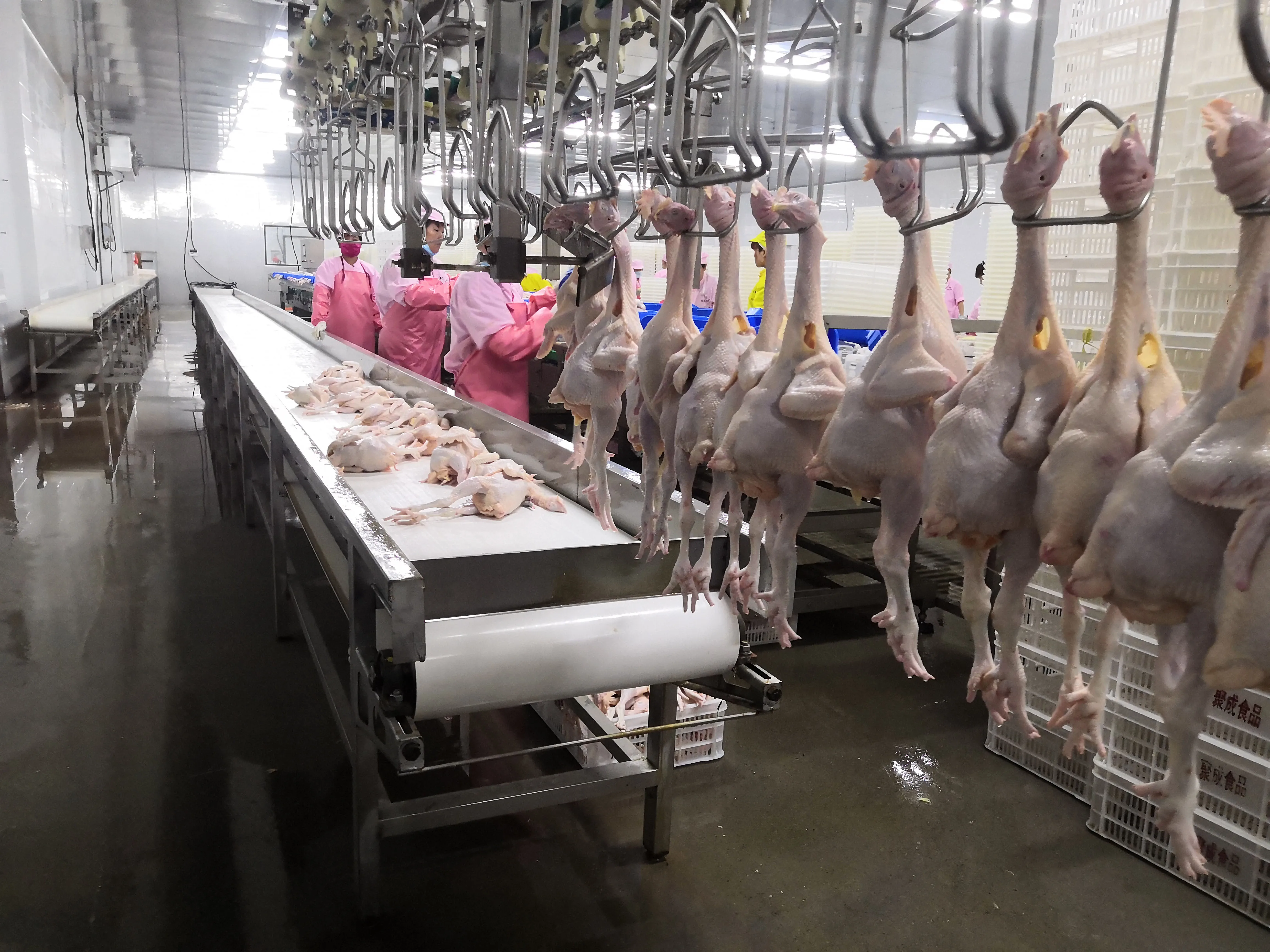 Automatic Abattoir Poultry Slaughter Equipment - 500 Chicken Slaughter Line