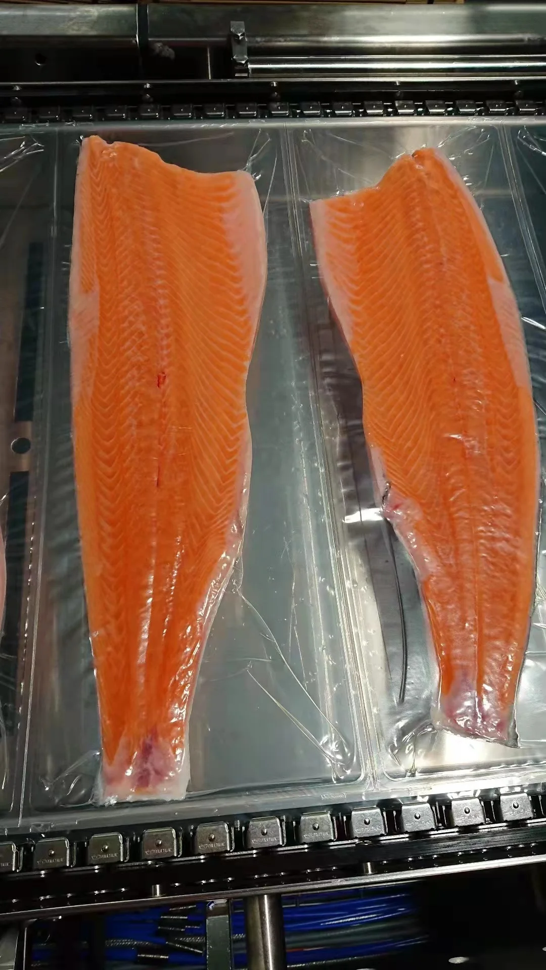 Frozen Atlantic Salmon - Premium Coho Fillets from Kingsun Foods