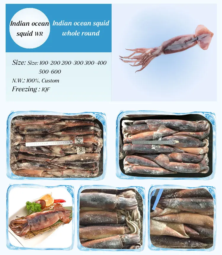 Frozen Whole Squid - Squid-Peru - High Quality & Price