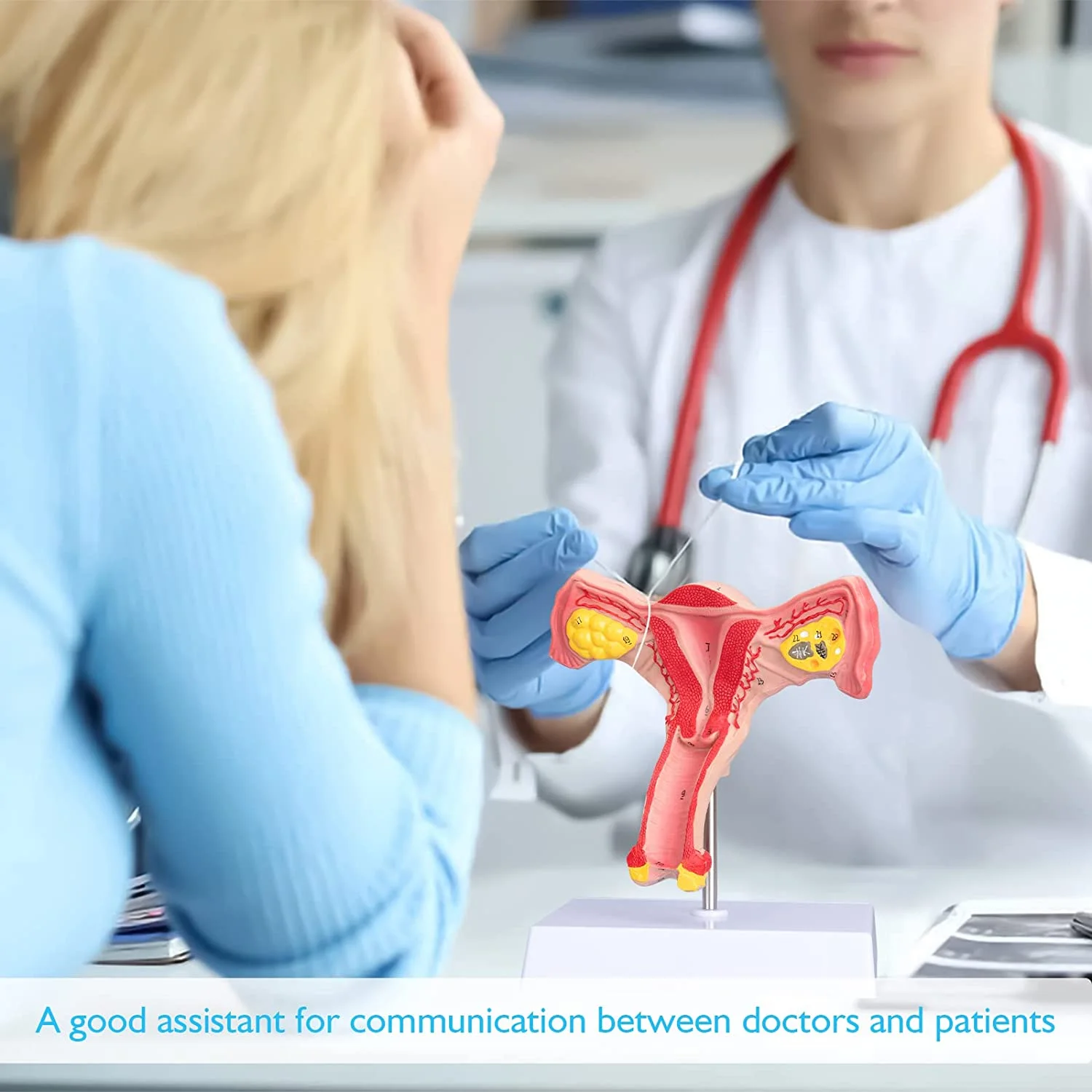 Anatomical Model of Human Uterus for Medical Education