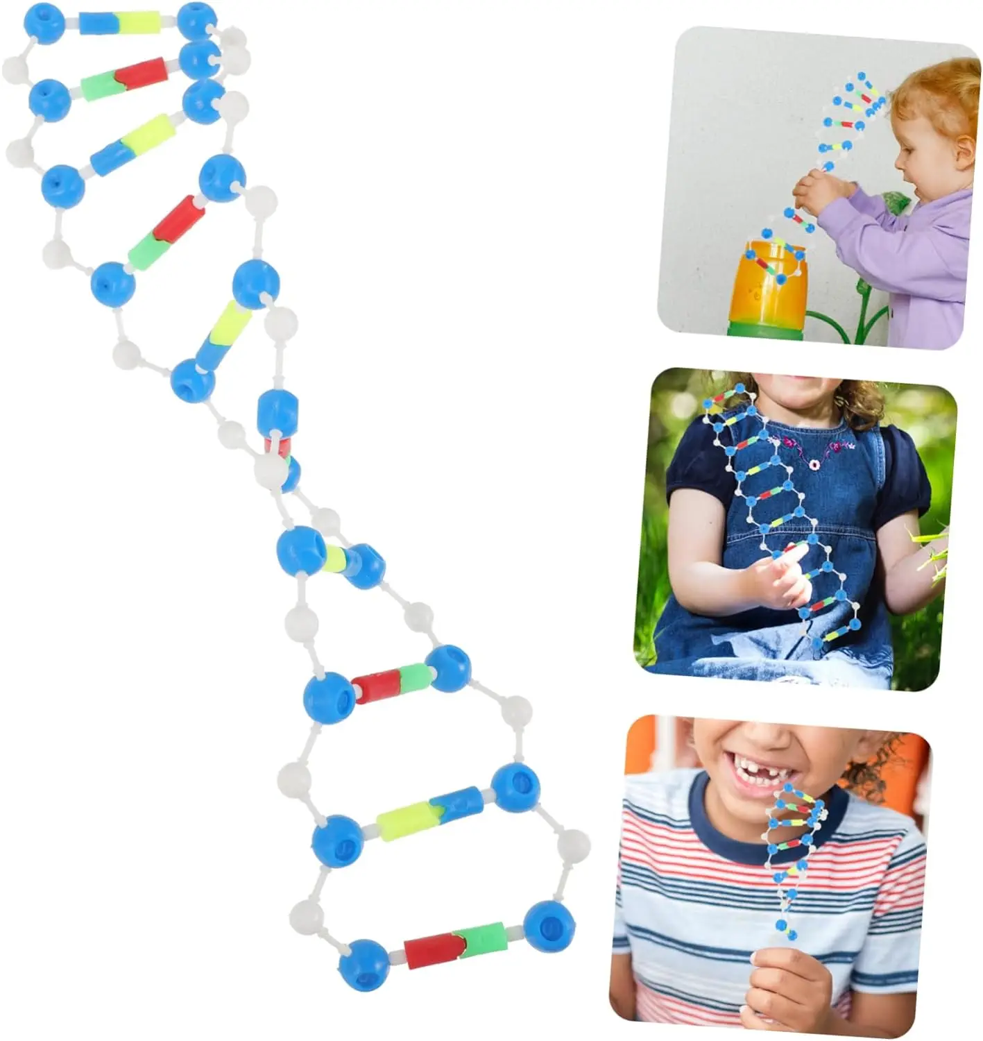 Molecular Model Set - Double Helix Model for Education
