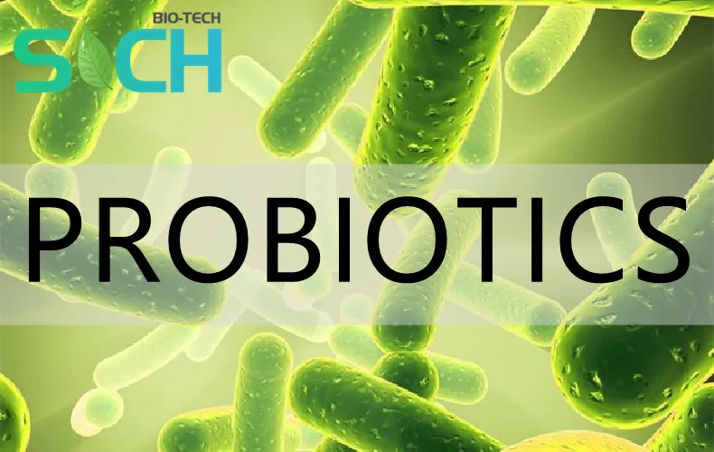 Supply Lactococcus Lactis Probiotic Powder 10-300 Billion CFU ...