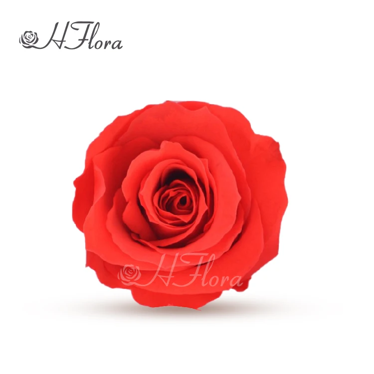 Hflora 2-3cm Eternal Rose Preserved Flower Head Valentines Day Roses ...