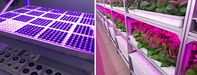 Customizable Hydroponic System Greenhouse Ebb and Flow Trays Hydroponic ...