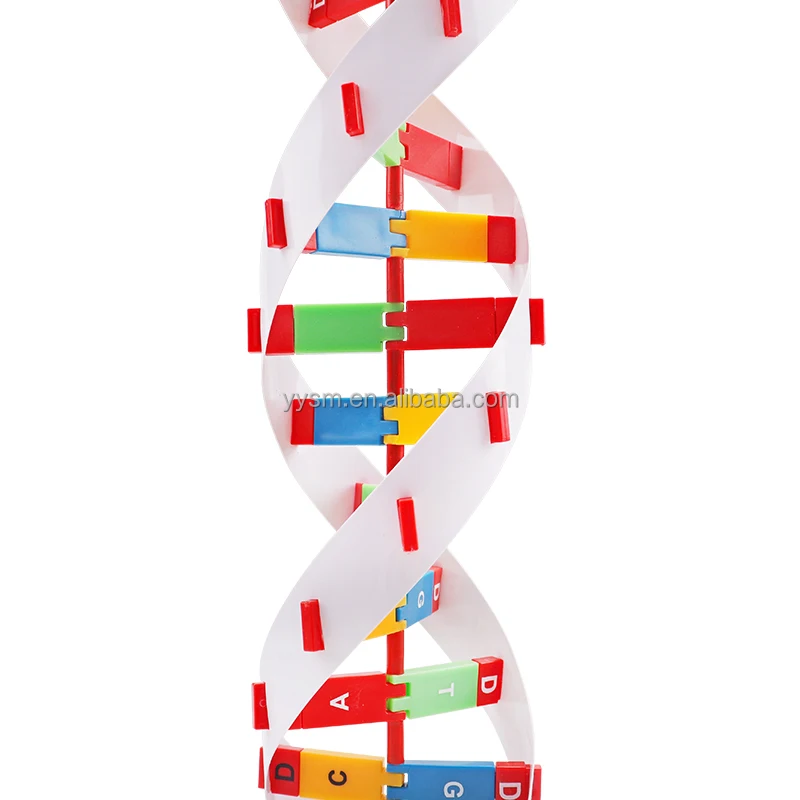 Dna Color Double Helix Educational Model Of Dna Structure Model - Buy ...