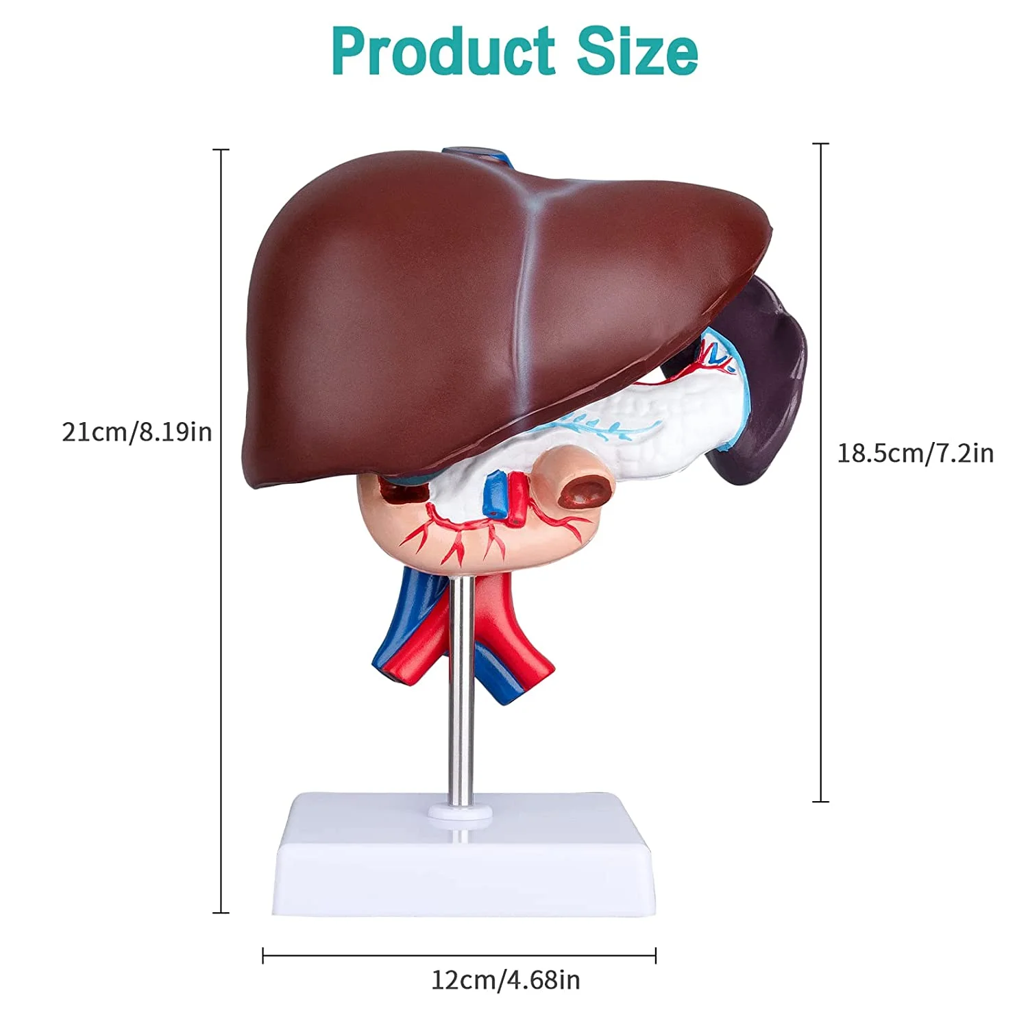 High Quality Liver,Pancreas,Duodenum Model Manufacturers Catalog Human ...