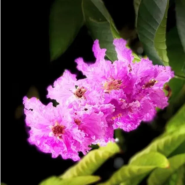 High Quality Lagerstroemia Speciosa Extract Powder Banaba Leaf Extract ...