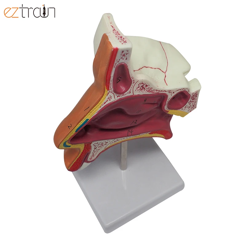 Nasal Cavity Model Nose Anatomical Model Simulation of Human Nasal ...