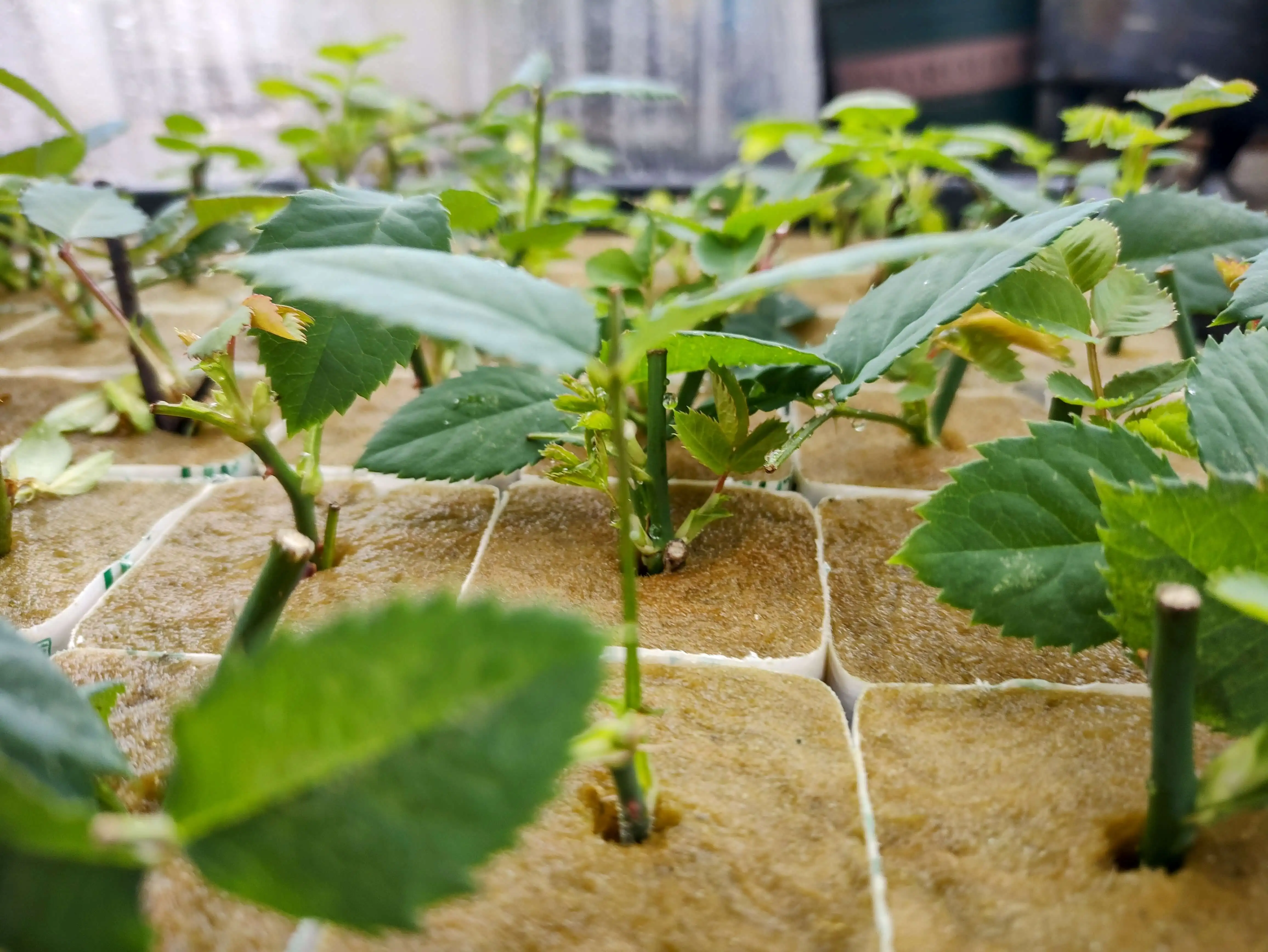 UPuper Hydroponic Vertical Tomato Growing Medium Garden Seedling Plug ...