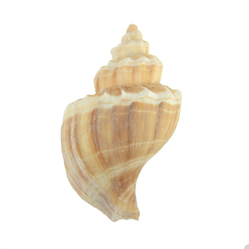 Natural Seashell Conch Shell For Sale Home Decoration And Jewelry ...