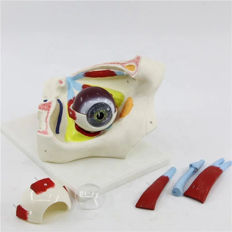Human Anatomy Eye in Orbit Model - 8 Parts for Medical Education