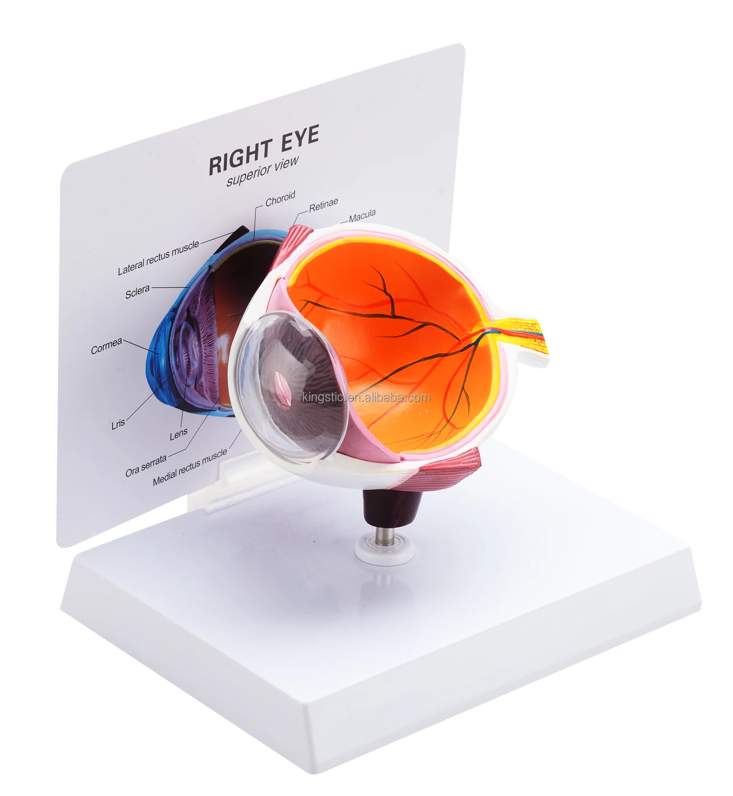 CBM-221B Human Eye Model , Half Eye Model Medical Science Education ...