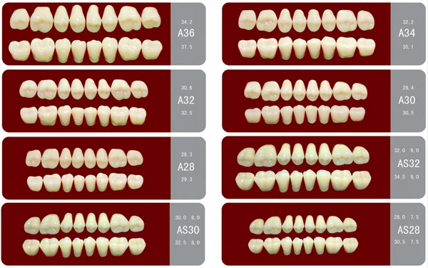 Dental Acrylic Resin Teeth - Durable & Natural-looking