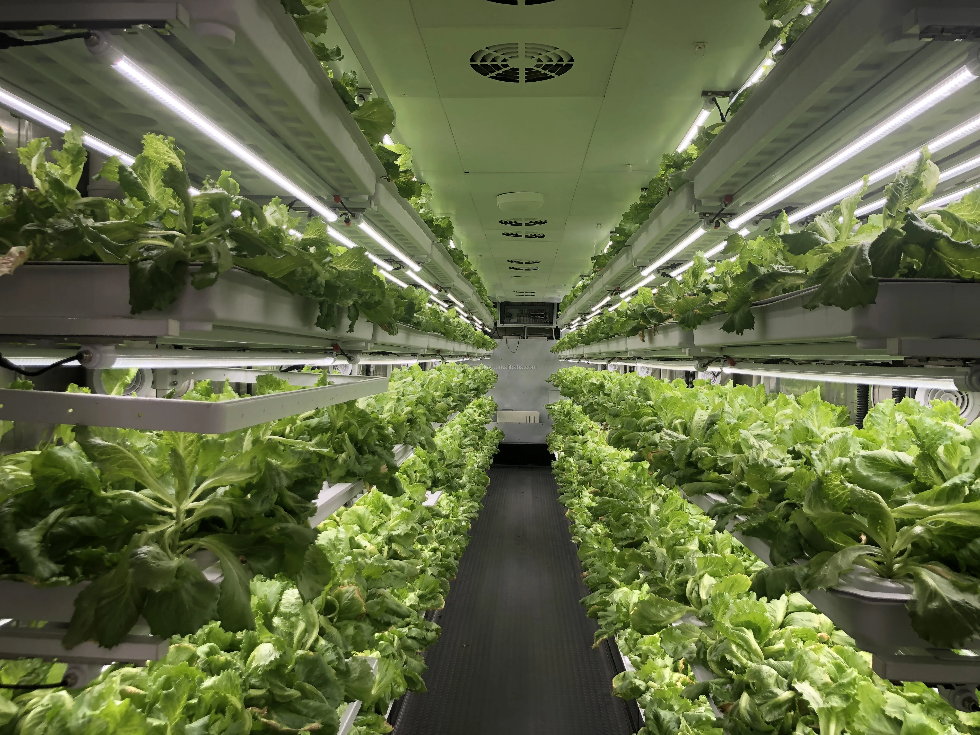 Agricultural Shipping Container Farm Greenhouse Ready for Ship ...