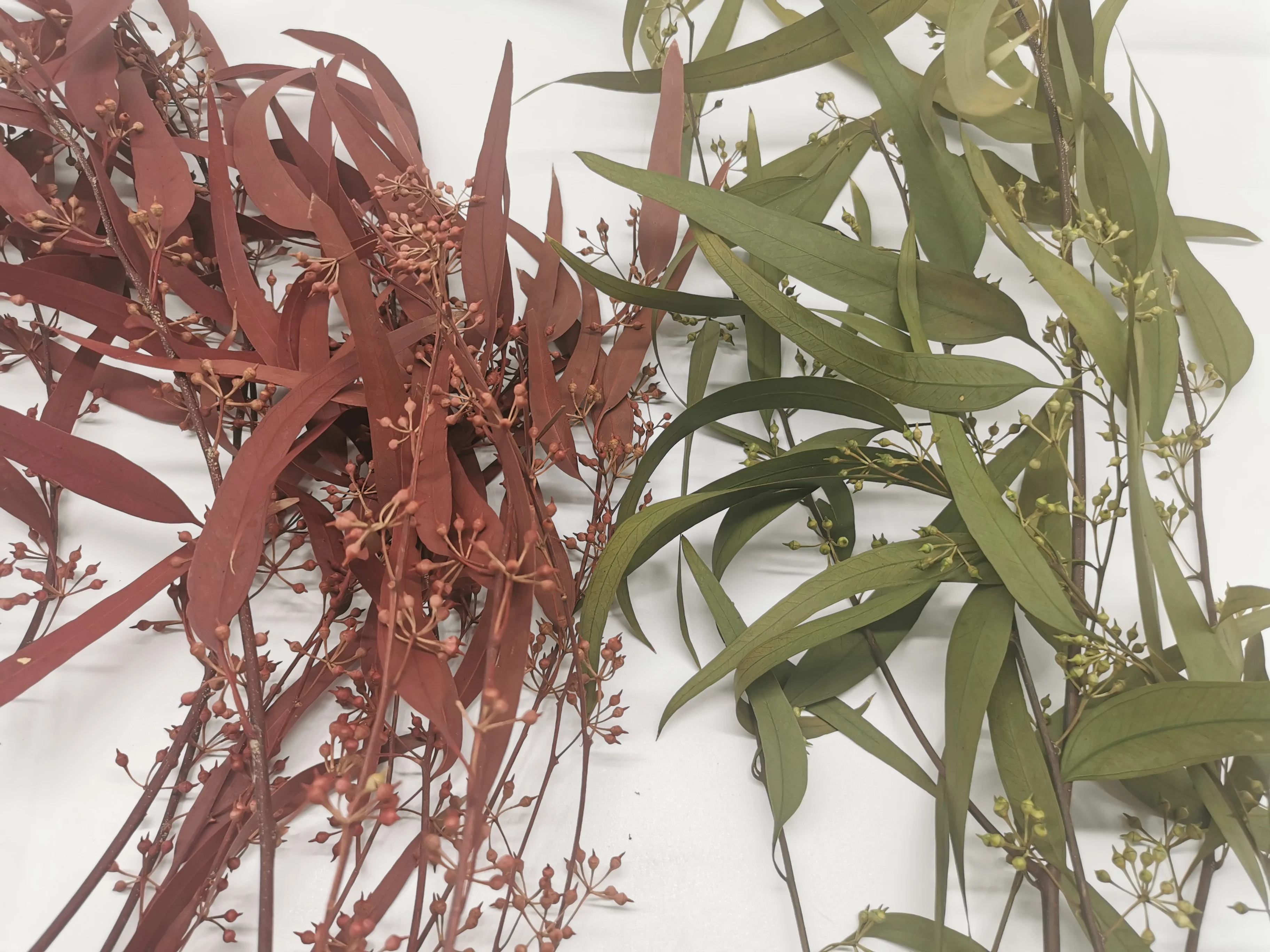 Small Leaves Eucalyptus Preserved Green Leaves Eternal Preserved Leafs ...