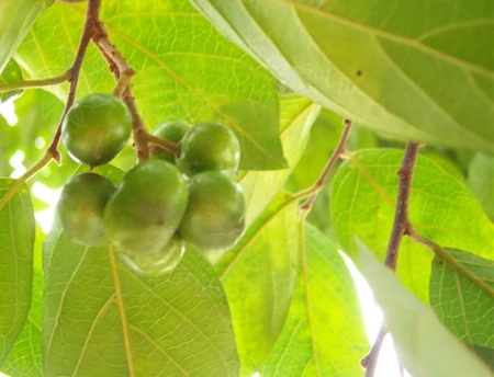 Prunus African Powder Prunus Africana Bark Extract Pygeum Bark Extract ...