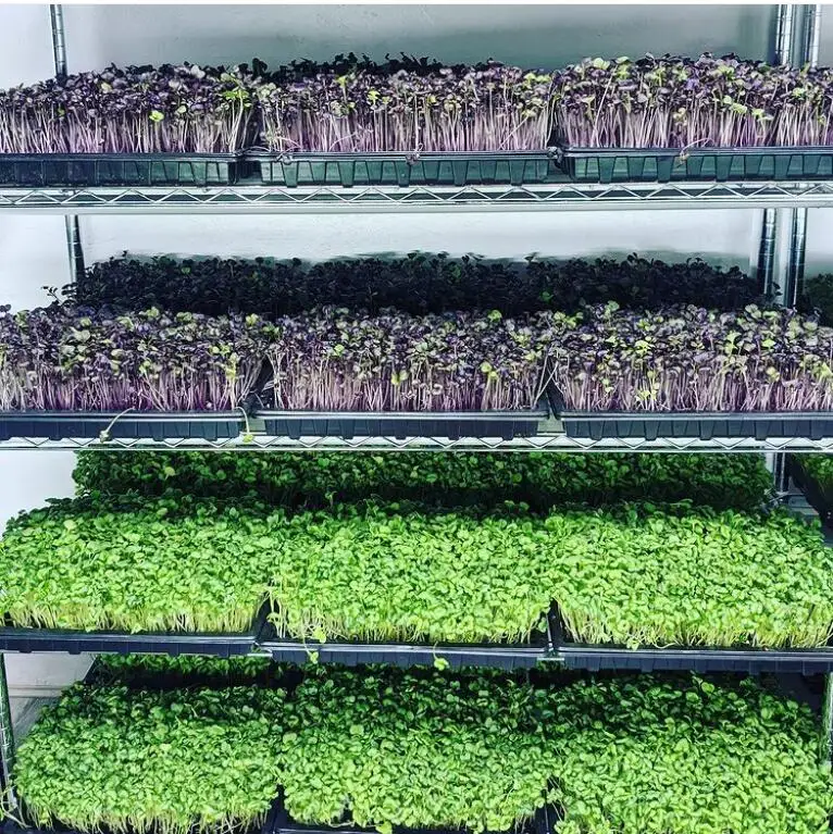 Aquaponics Hydroponic Hydroponic White Deep Aquaponic Trays Fodder Grow ...