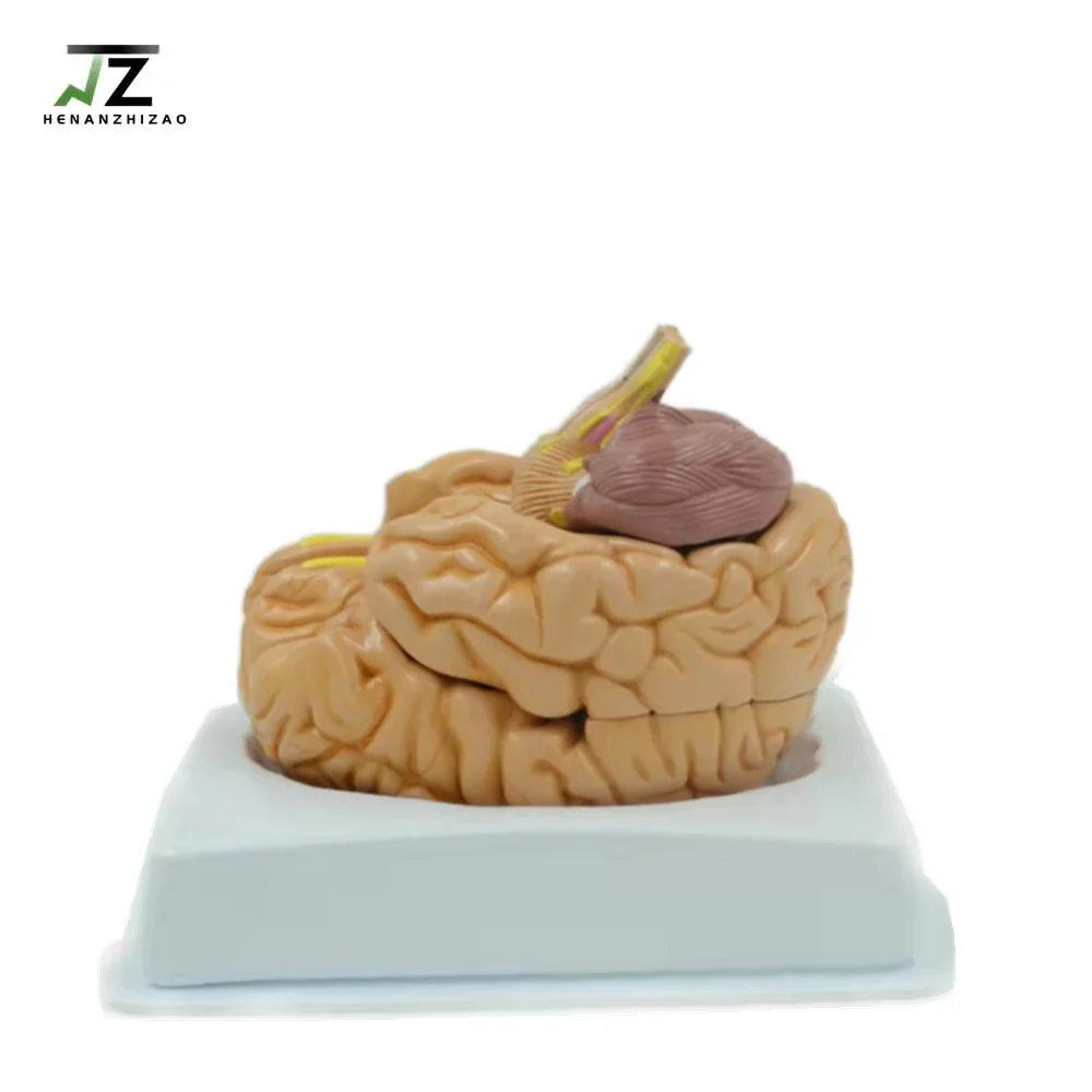Medical Realistic Brain Simulator Advanced Human Anatomical Brain Model ...