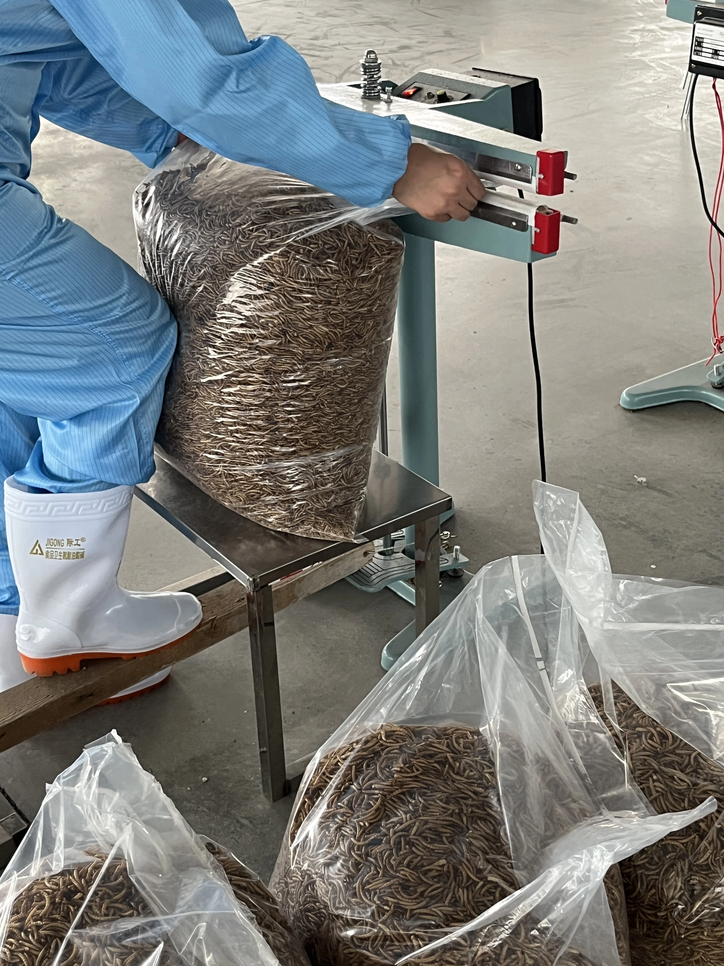 Wholesale Dried Black Soldier Flies Larva Maggots Insects High Protein ...