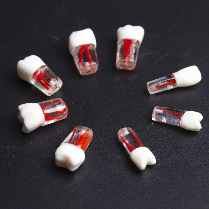 Dental Oral Practice Model of Transparent Root and Pulp Cavity of ...