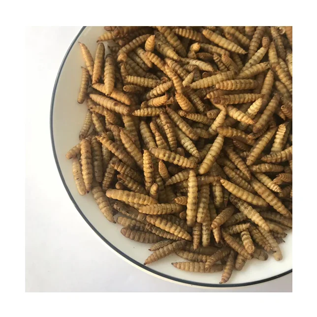 Black Soldier Fly Larvae Animal Feeds Edible Bugs Insect Protein Bsfl ...