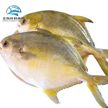 Wholesale Factory Price Seafood Fresh Frozen Whole Golden Pompano Fish ...