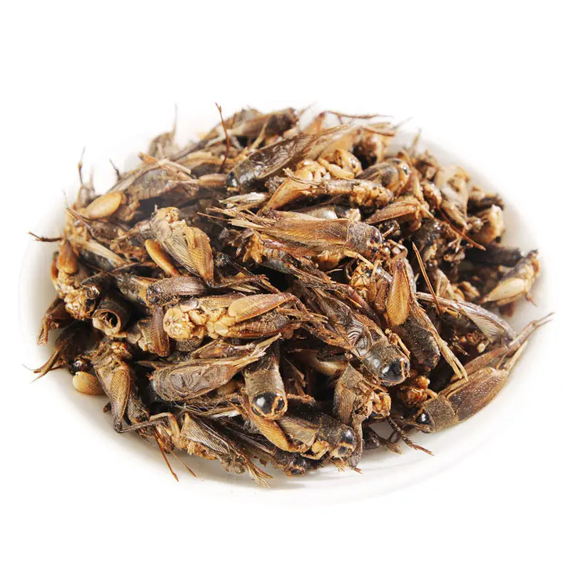 Wholesale Freeze Dried Crickets Insect Snack Edible Crickets Turtle ...