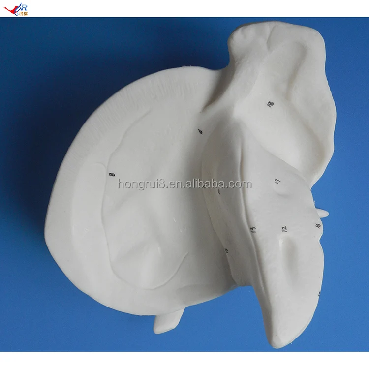 Temporal Bone Model,Bone Anatomy Model - Buy Temporal Bone,Human ...