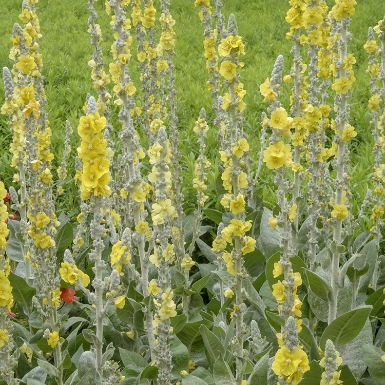 Mao Rui Hua Hot Sale High Quality Natural Herb Mullein Leaf Tea Dried ...