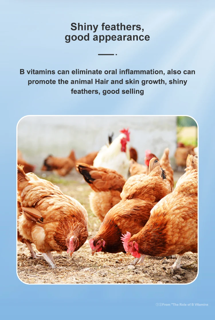 Poultry Bird Vitamin Complex Vitamin B Powder Supplement Vitamin ...
