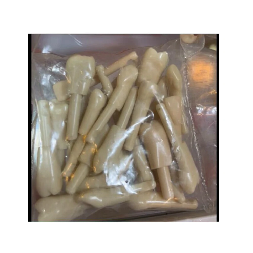 Dental Permanent Teeth with Straight Root Practice Model| Alibaba.com