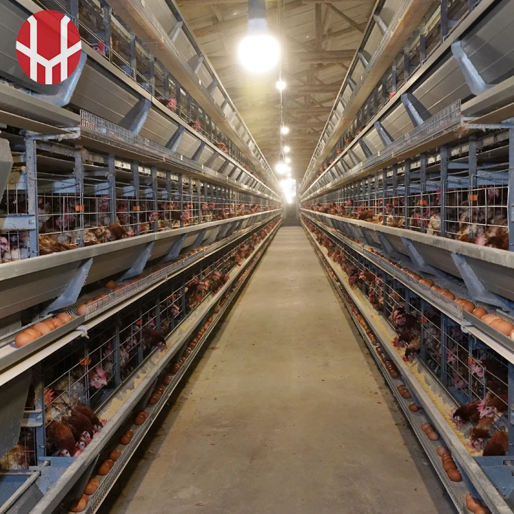 h Type Battery Cages for Poultry Layer Egg Layer Chicken Cage ...