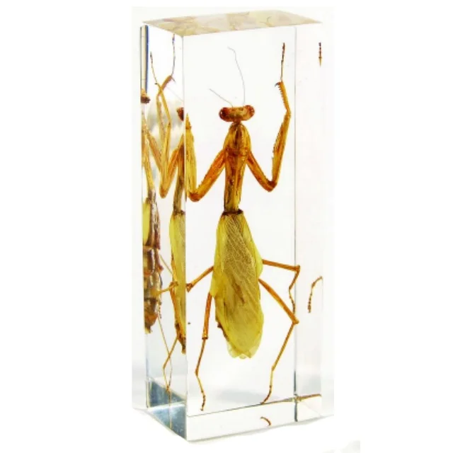 Mantis Insect Embedded Specimen Animal Paperweight Taxidermy Collection ...