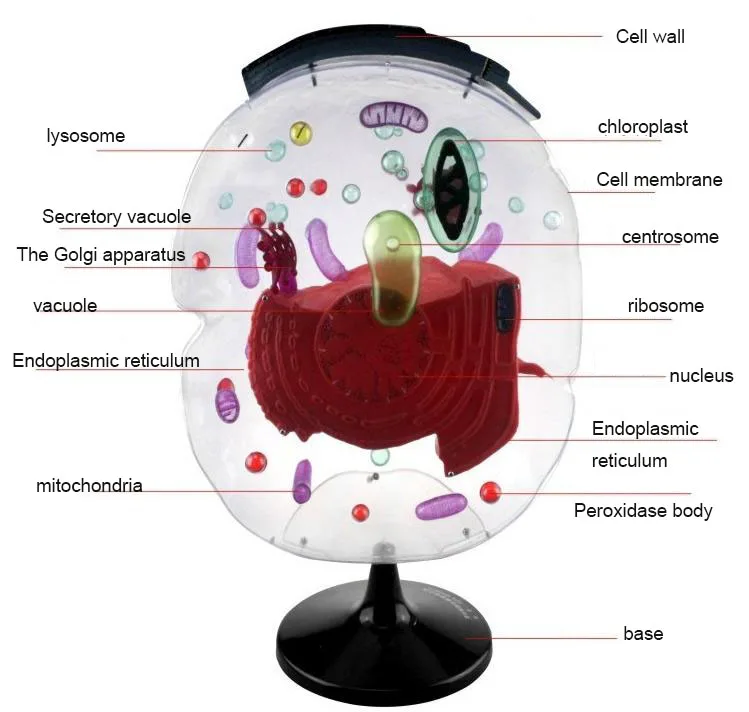 Cell Sub Microscopic Structure Model Middle School Biology Teaching ...
