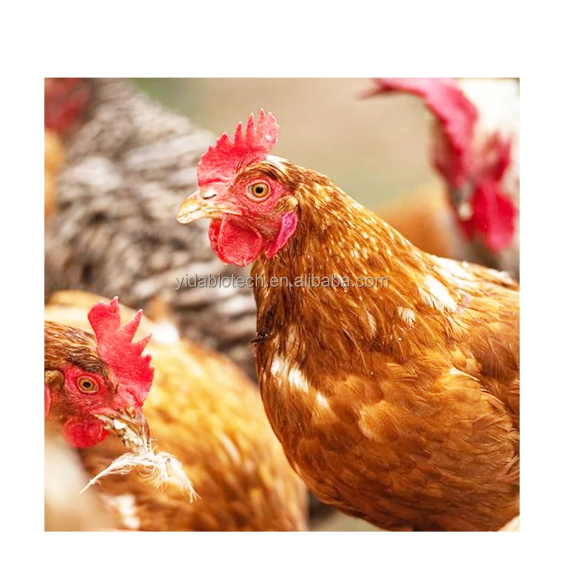 Livestock Poultry Chicken Pig Animal Feed Additive L Lysine 98.5% L ...