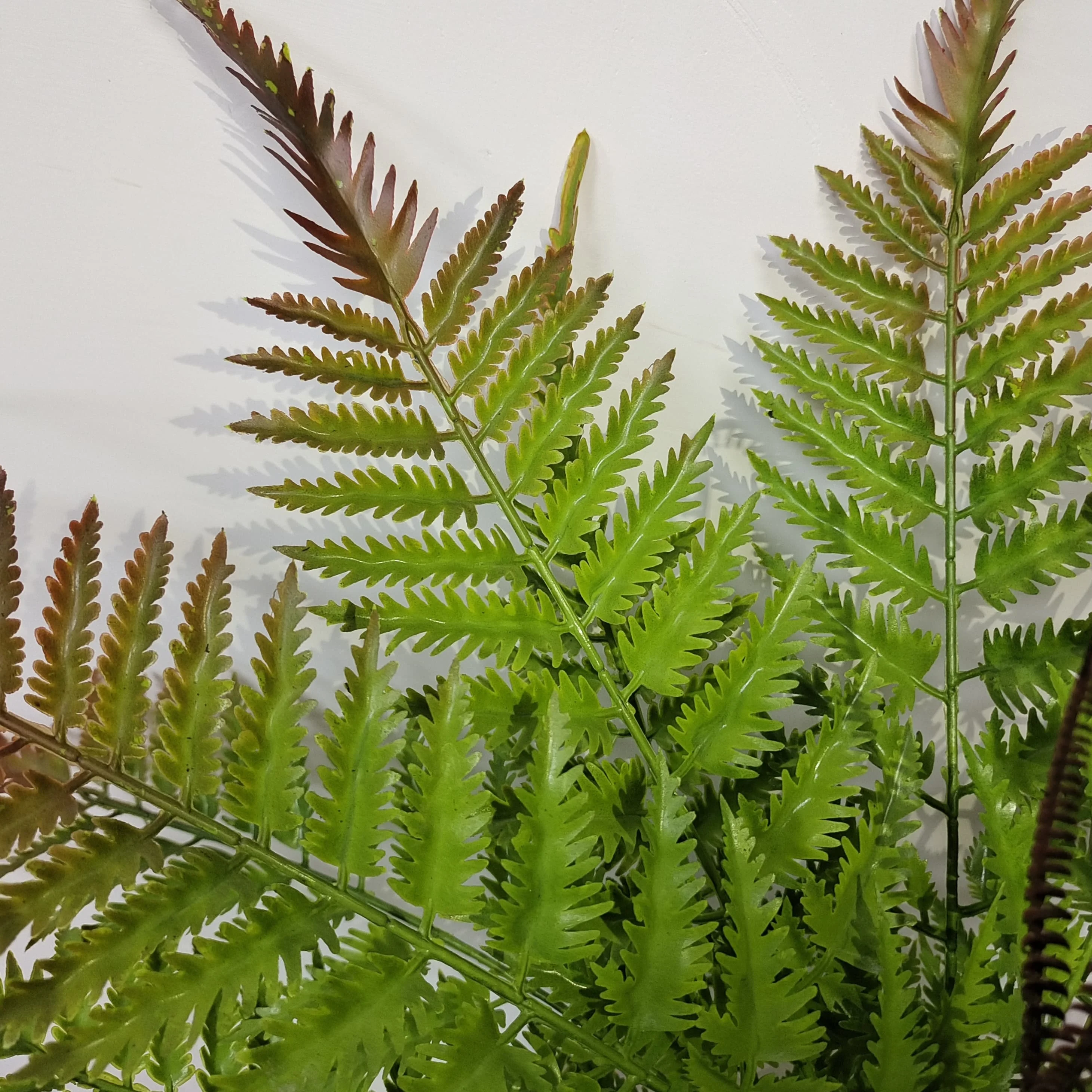 Eco-friendly Natural Simulated Green Plant Bonsai-bracken Fern ...