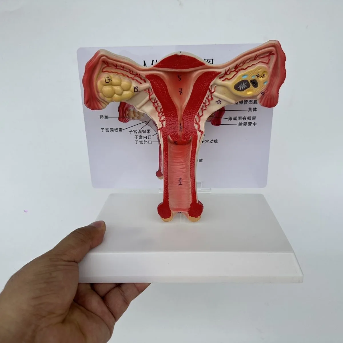 Kyrenmed Female Uterine Ovarian Model - Life Size Gynecology Teaching Tool