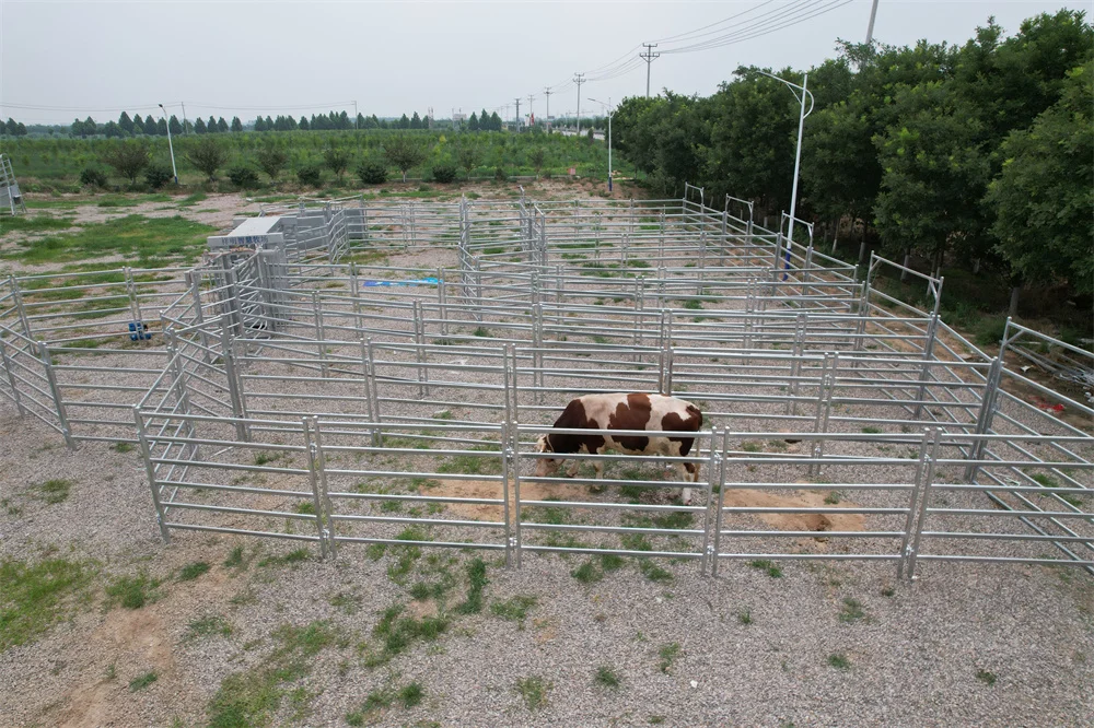 Xmi Cattle Pen Galvanized Portable Goat Yard Panel For Sale - Buy ...