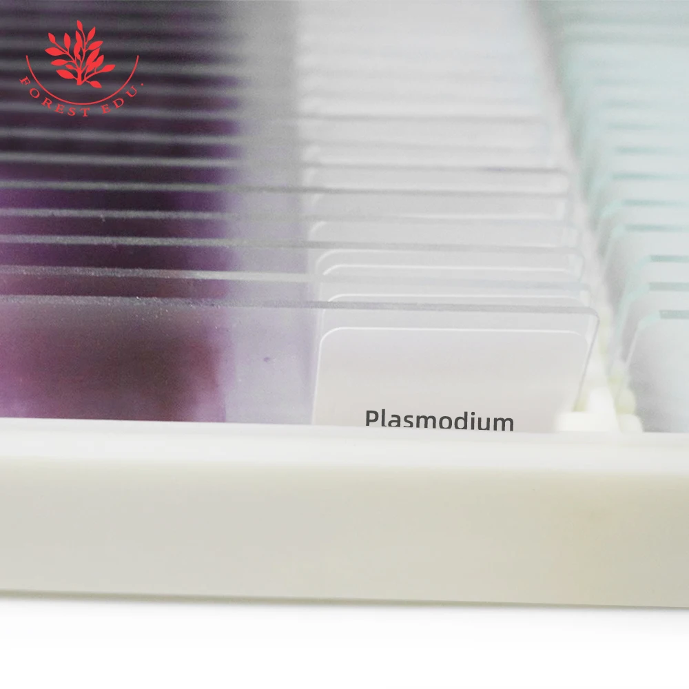 Plasmodium Vivax Microscope Slides - Medical Parasitology