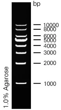 1kb Dna Ladder Dna Marker Molecular Weight 1000bp-10000bp High ...