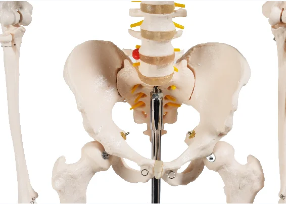 Alibaba.com: CBM-001A Human Plastic Skeleton Model 180cm for medical ...