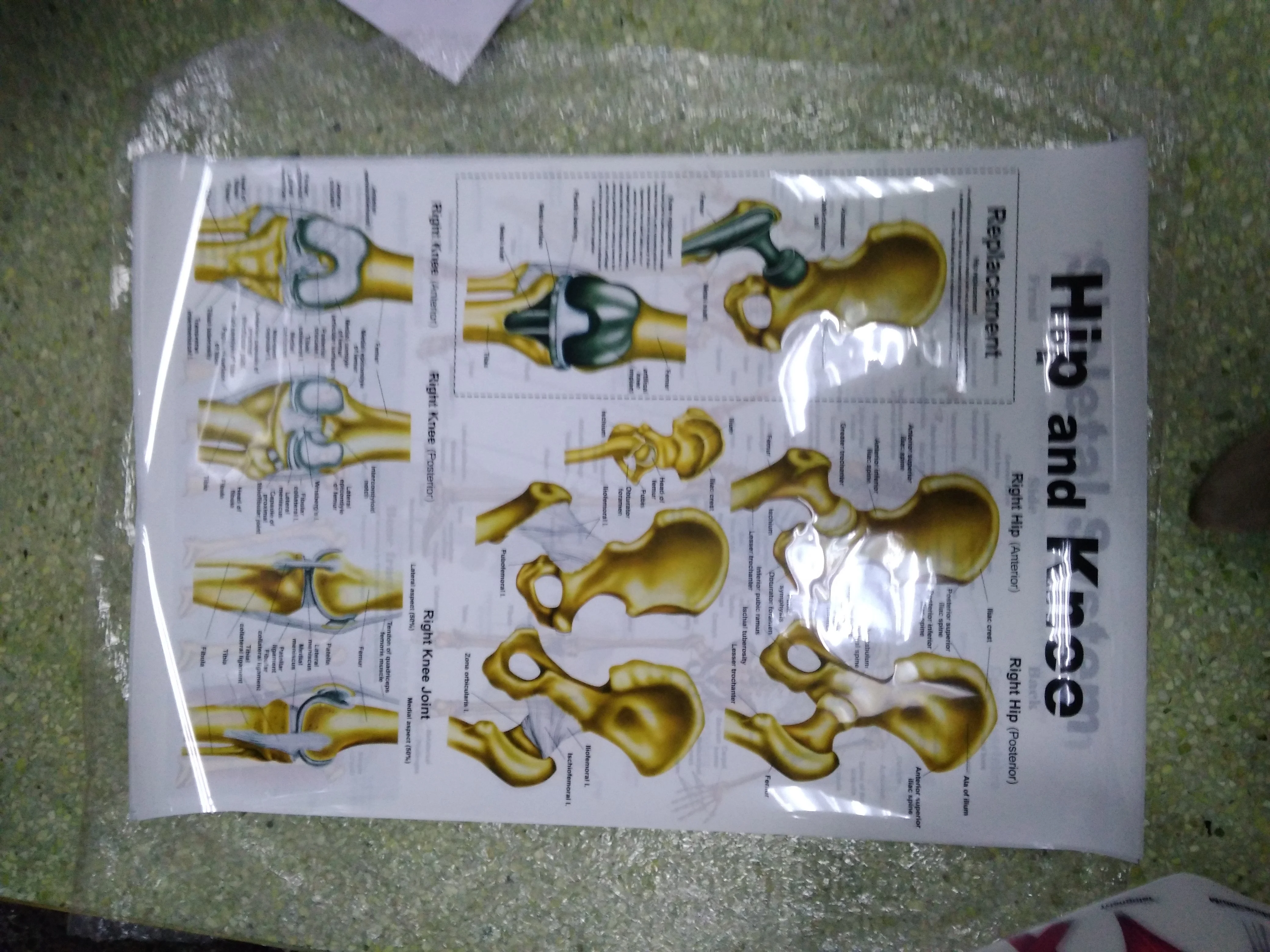 Pvc Educational Posters High Quality Human Anatomical Poster Anatomy ...