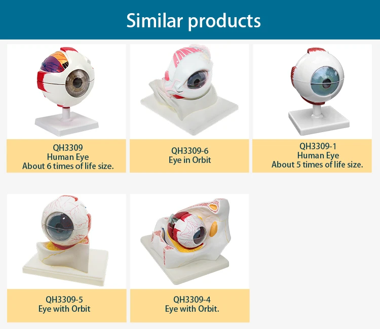 Human Anatomy Eye in Orbit Model - 8 Parts for Medical Education