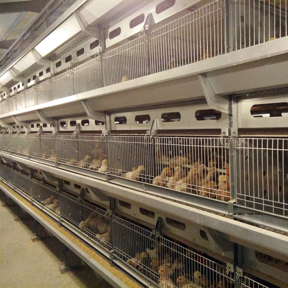 Automatic Poultry System Growing Equipment Rearing Efficiency Battery ...