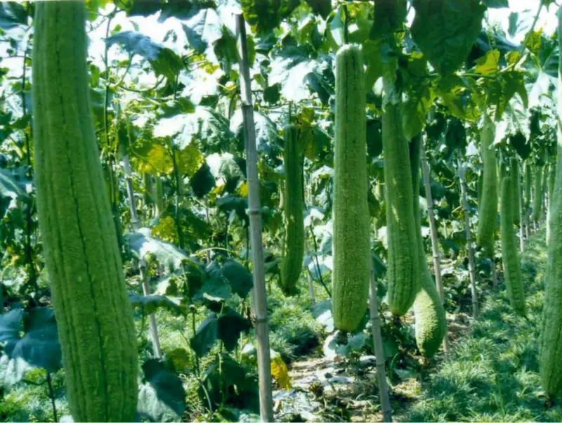 100% Natural Biodegradable Compressed Square Luffa Bath Loofah Sponge ...