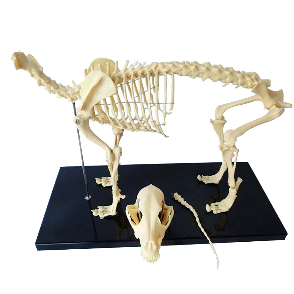 Small Dog Skeleton Model Anatomical Animal Skeleton Model Medical ...