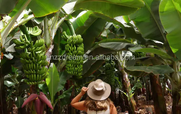 Banana Cableway Roller Hanger Wheel Transport System for Farm| Alibaba.com