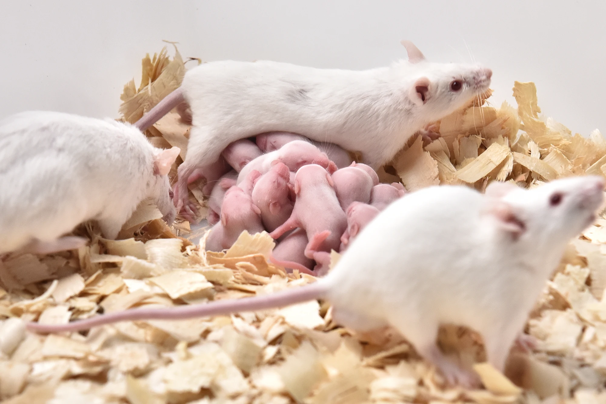Fancy Mouse Feeder Mice As Pets 🥢 High-quality Frozen Hairless Feeder ...