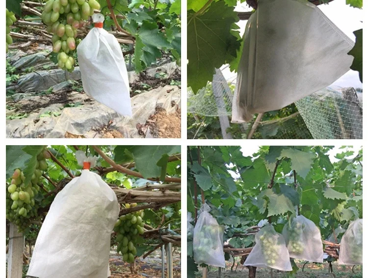 Prevent Frostbite Anti Uv Sugar Preserved Grape Agriculture Pp Spunbond ...