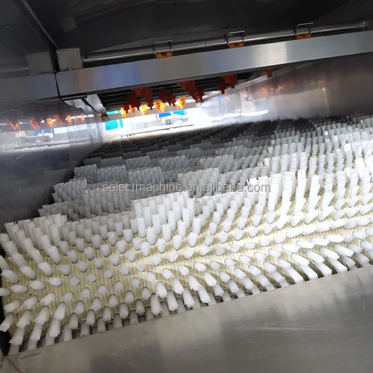 Industrial Conveyor Brush Roller Type Sweet Potato Radish Citrus Orange ...